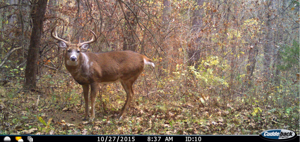 Trail Cameras - Cuddeback Buying Guide - Focus Camera