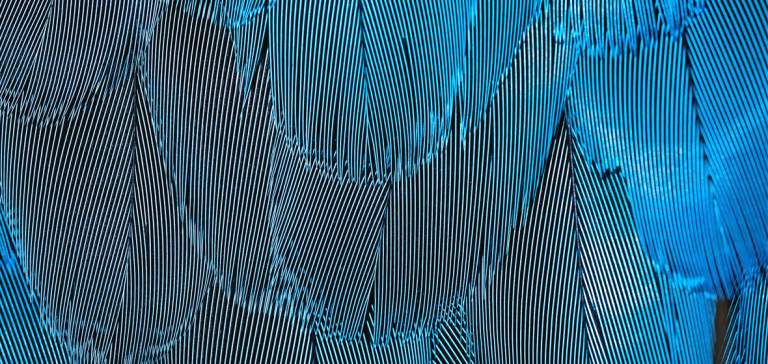 What is the Moiré Effect in Photography & How to Avoid it - Focus Camera