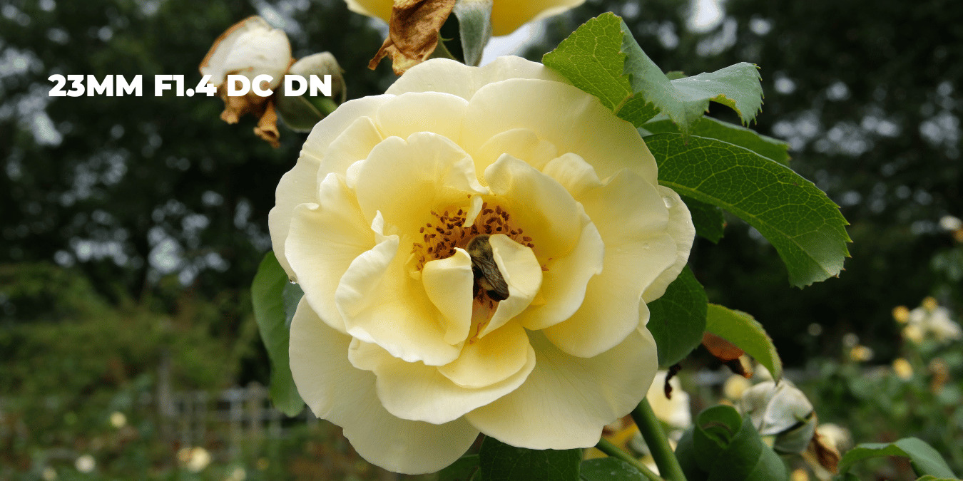 New from SIGMA: The First Telephoto Lens? - Focus Camera